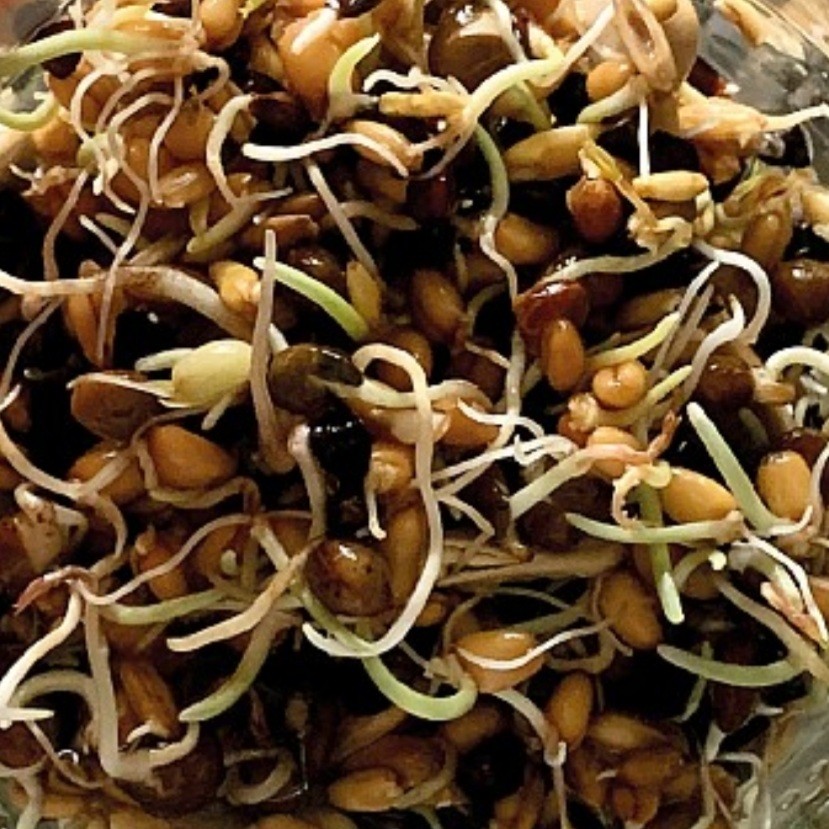 Northern Parrot Sprouting Mix for Parrots, Pet Supplies, Pet Food on ...