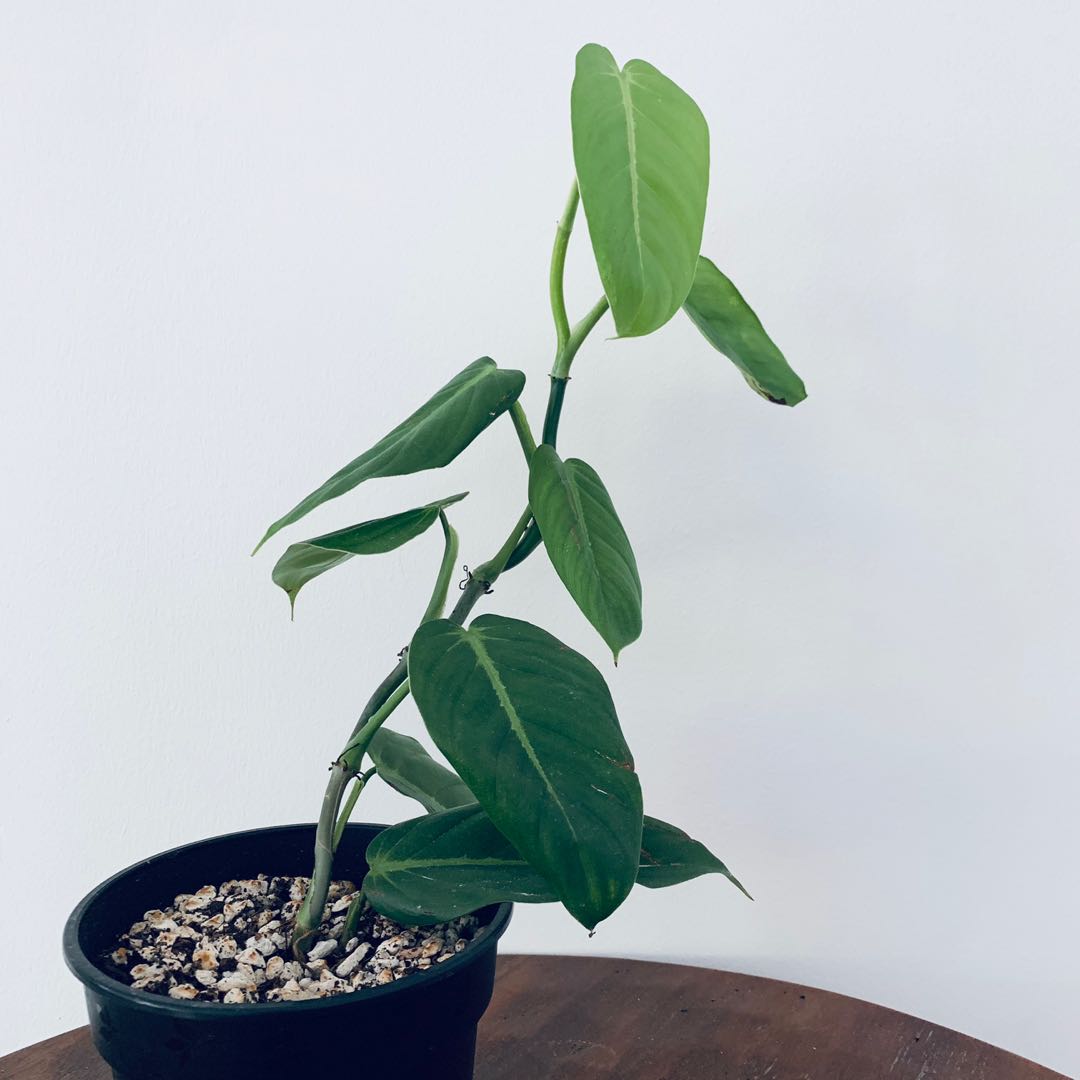 Philodendron angel (Ecuador), Furniture & Home Living, Gardening ...