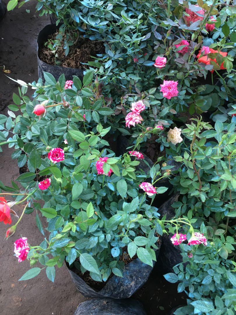 piti mini rose, Furniture & Home Living, Gardening, Plants & Seeds on ...