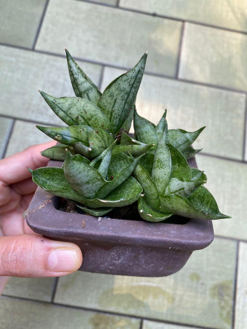 Sansevieria Mini boncel cluster sansevieria, Furniture & Home Living ...
