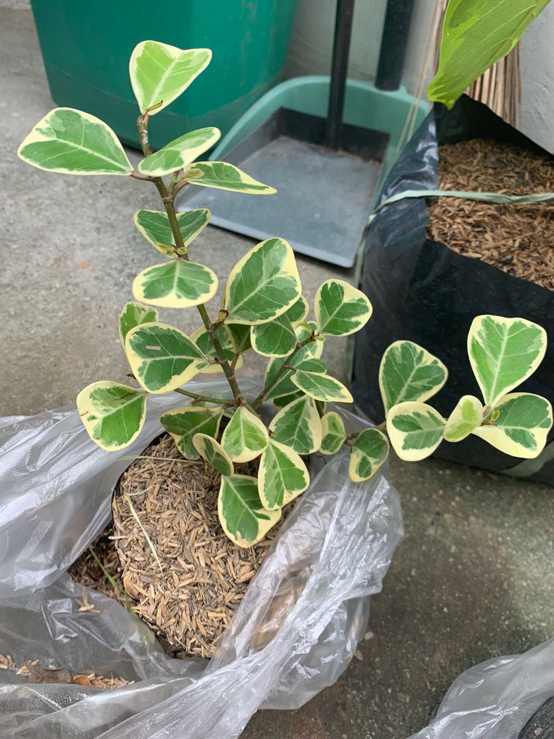 Variegated Ficus Triangularis, Furniture & Home Living, Gardening ...