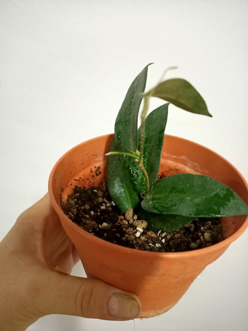 Hoya patella pink, Furniture & Home Living, Gardening, Plants & Seeds ...