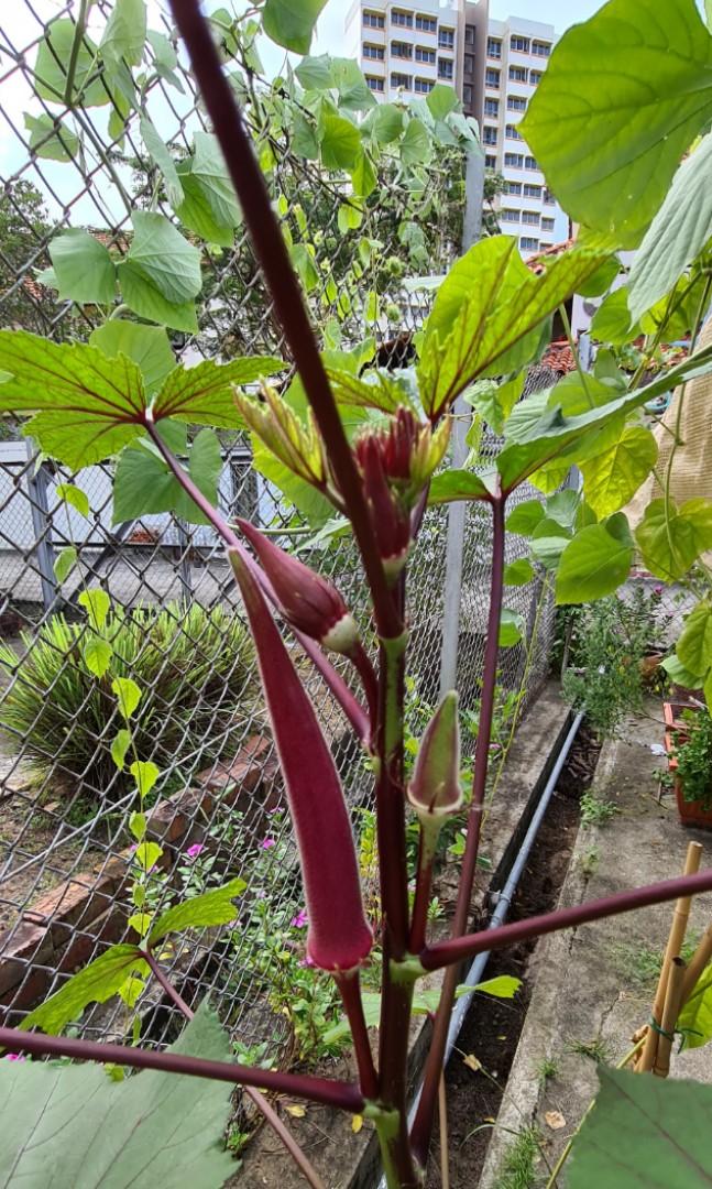 [Rare] Okinawan Pink Okra seeds, Furniture & Home Living, Gardening ...