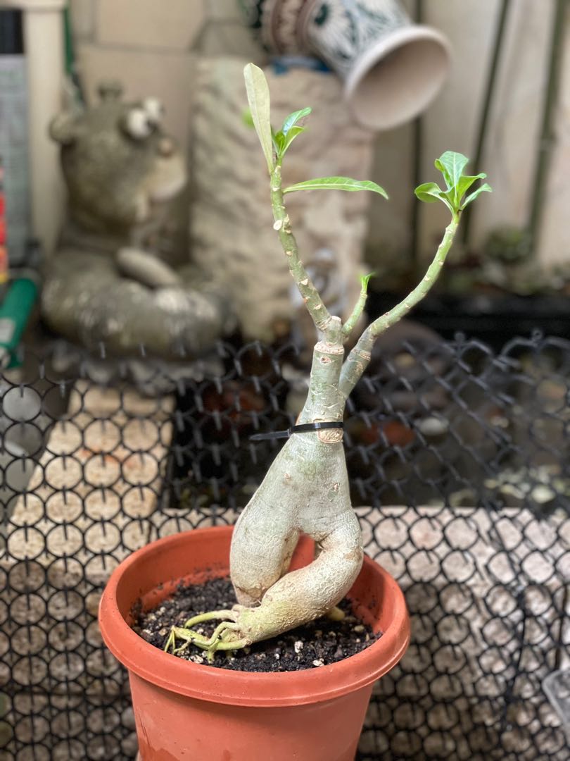 Adenium/Desert Rose/Fu Gui Hua: Grafted.(bare root, pink flower ...
