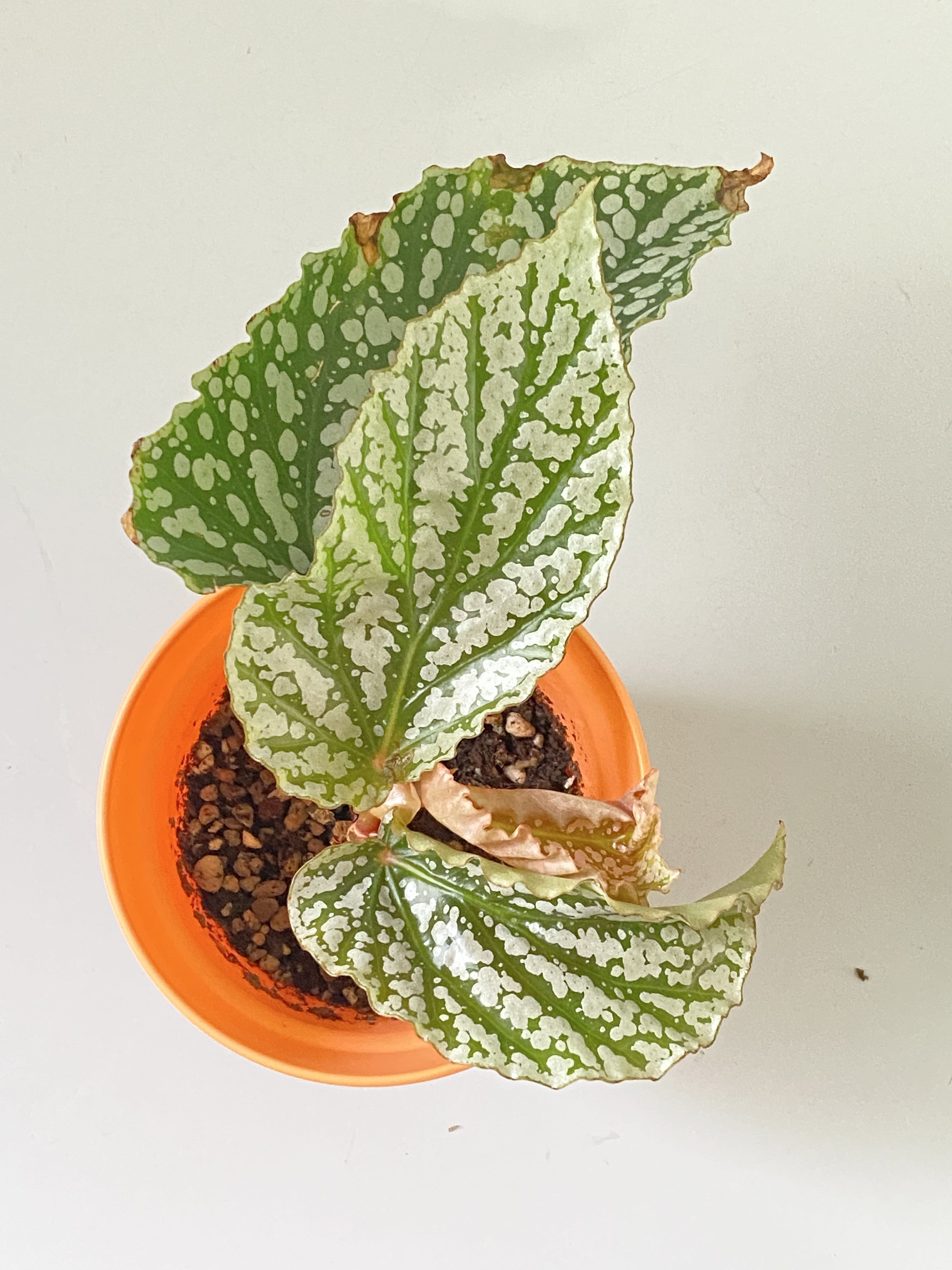 Begonia Snowcap (polka dot), Furniture & Home Living, Gardening, Plants ...