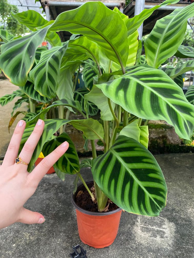 Big Calathea zebrina, Furniture & Home Living, Gardening, Plants ...