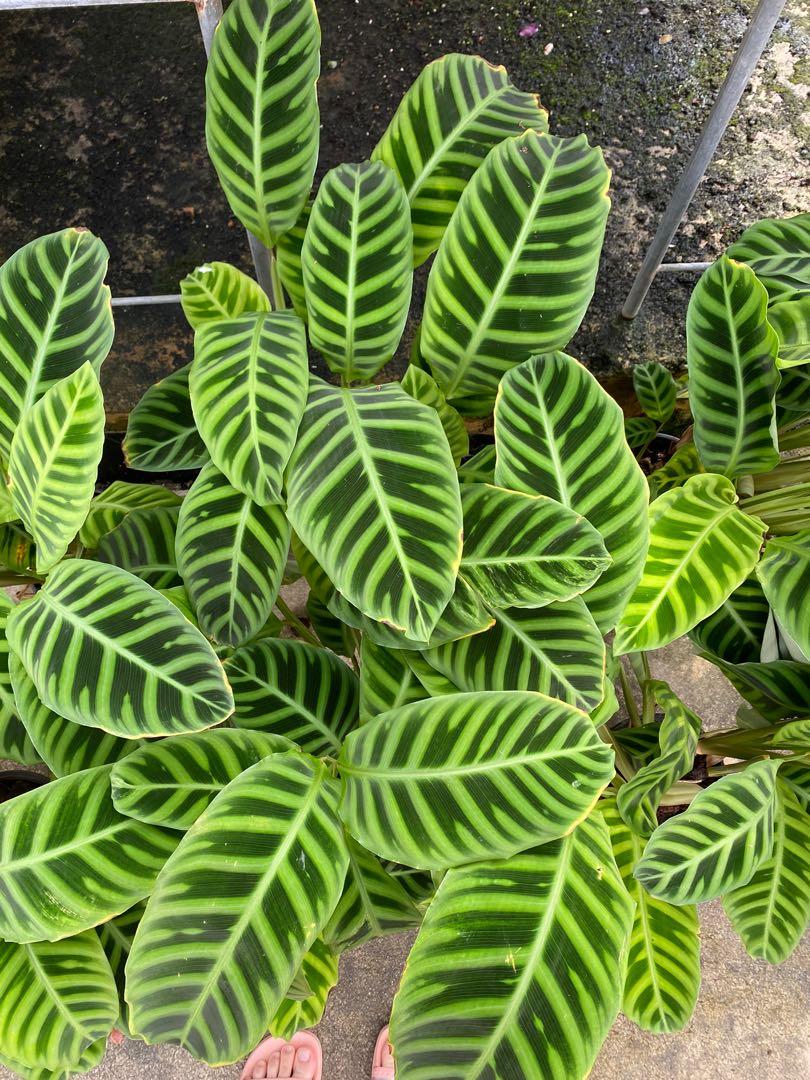 Big Calathea zebrina, Furniture & Home Living, Gardening, Plants ...