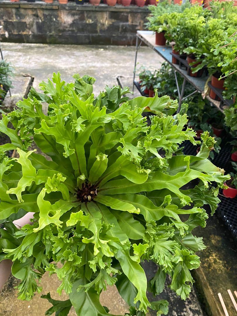 Bird’s nest fern (leslie plant), Furniture & Home Living, Gardening ...