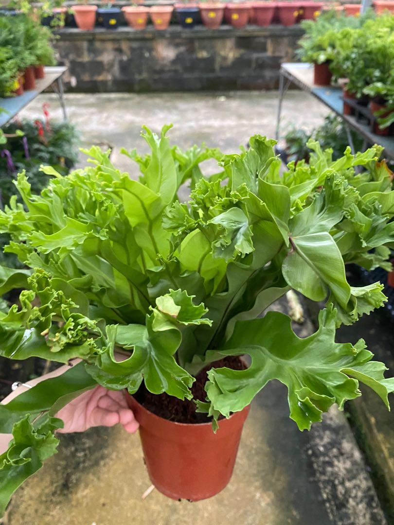 Bird’s nest fern (leslie plant), Furniture & Home Living, Gardening ...