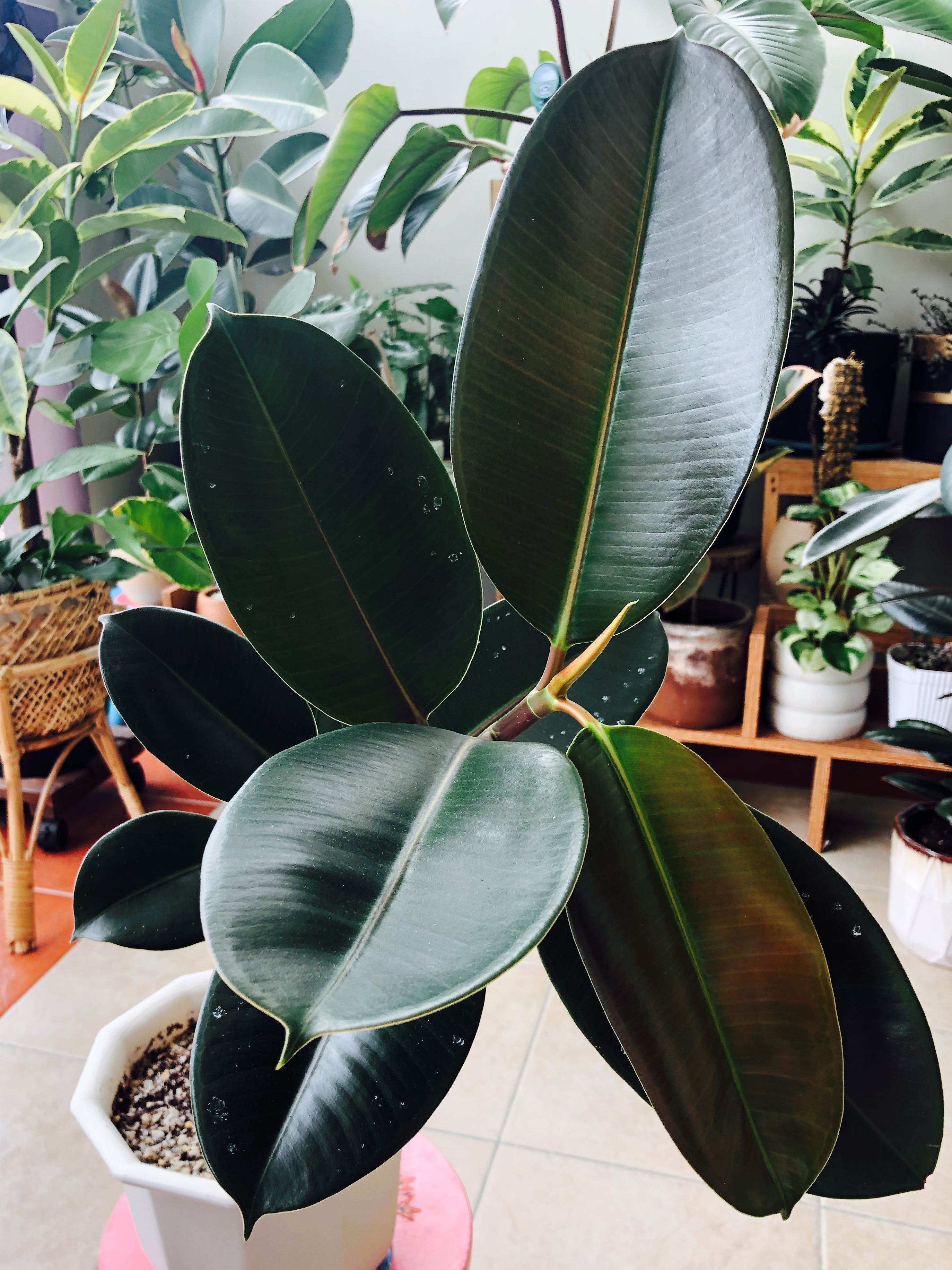 Black Prince Rubber Tree Plant, Furniture & Home Living, Gardening ...