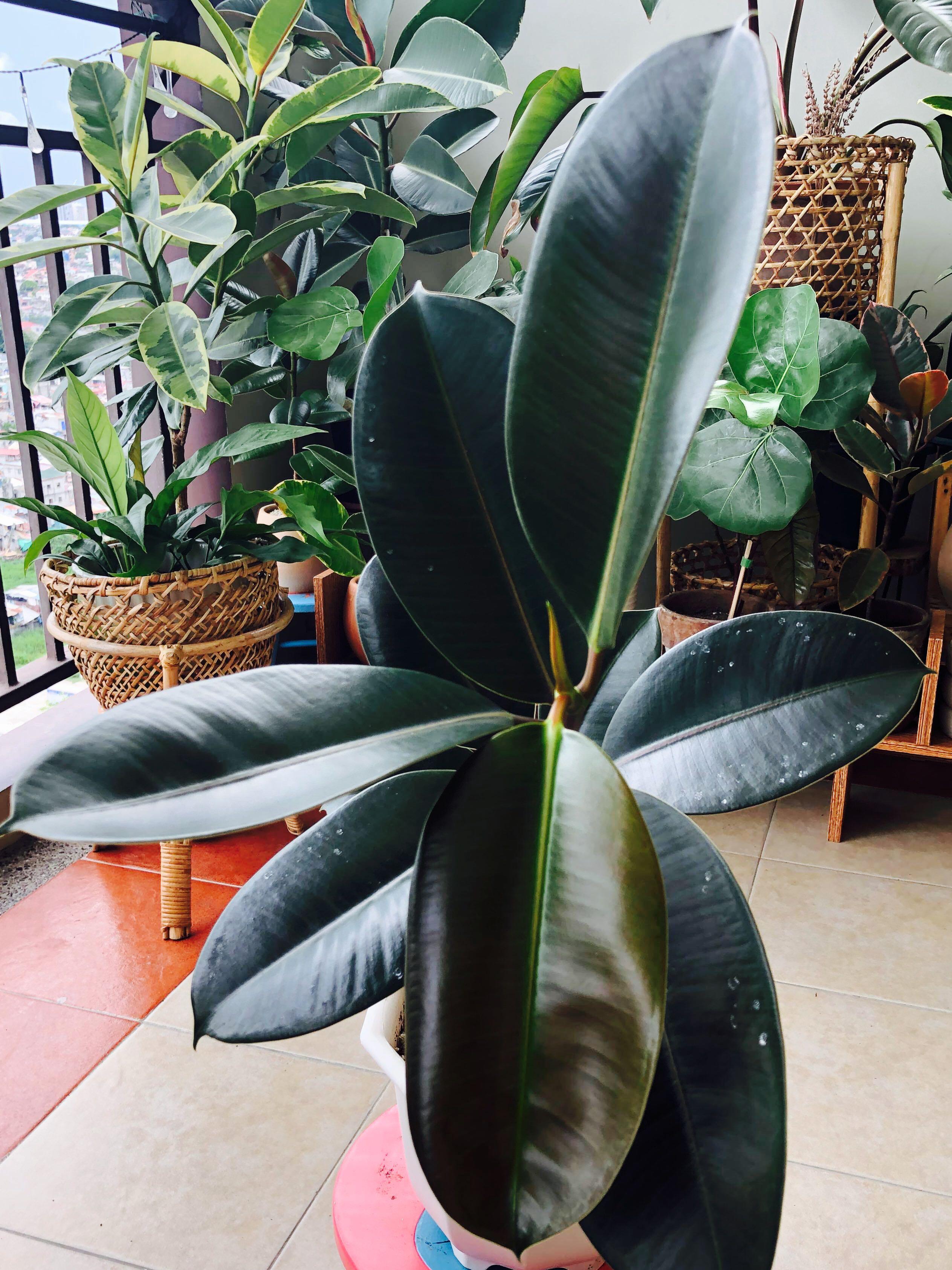 Black Prince Rubber Tree Plant, Furniture & Home Living, Gardening ...