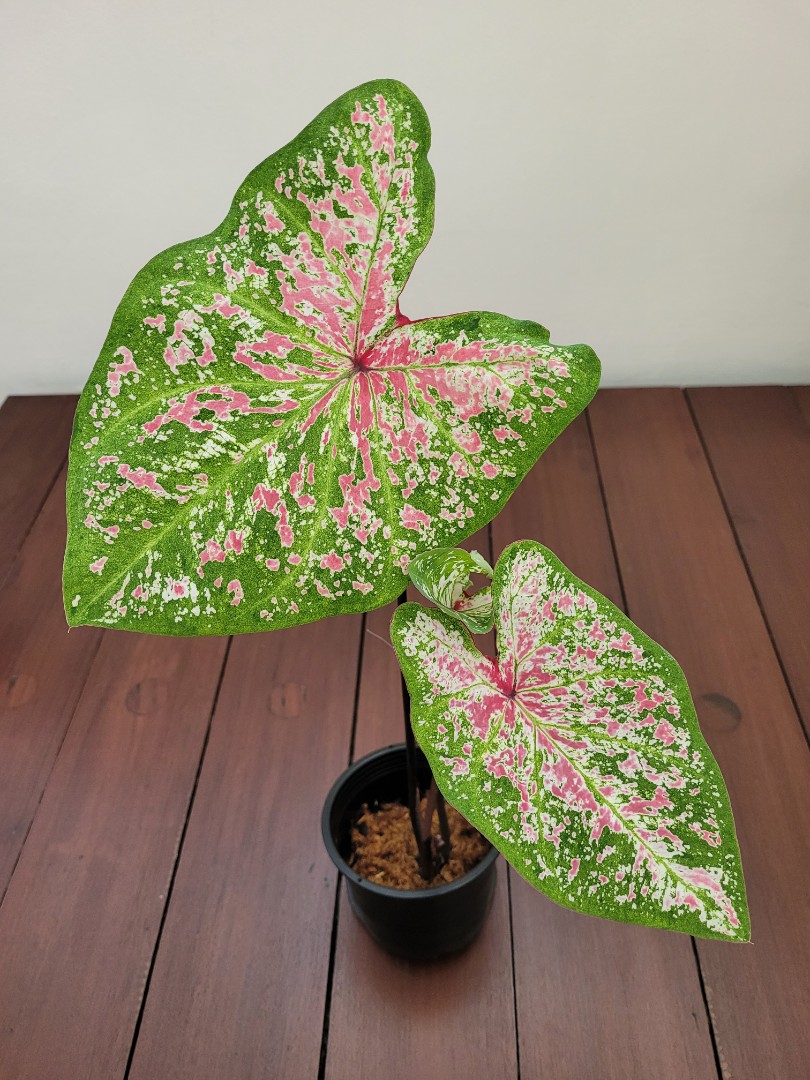 Caladium raspberry moon, Furniture & Home Living, Gardening, Plants ...