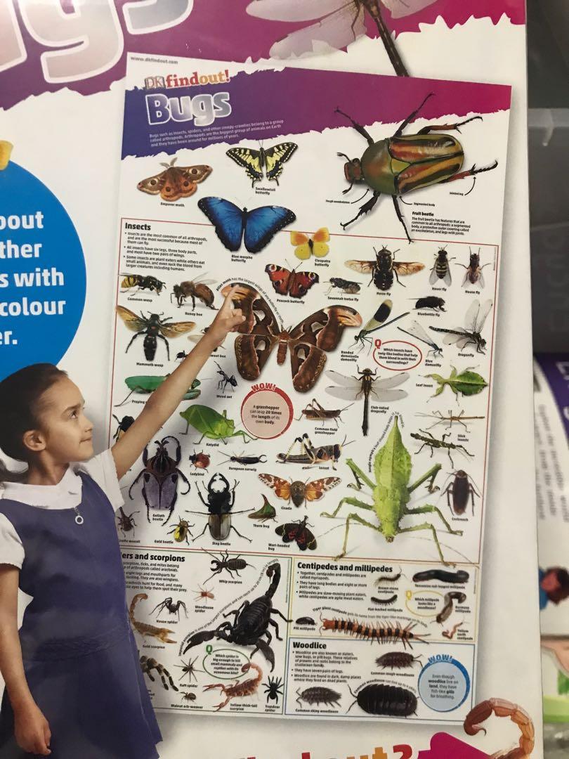 DK find out Posters BUGS, Hobbies & Toys, Books & Magazines, Children's Books on Carousell