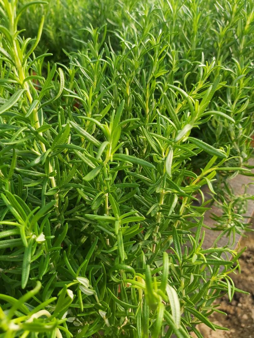 Fragrant Rosemary, Furniture & Home Living, Gardening, Plants & Seeds ...