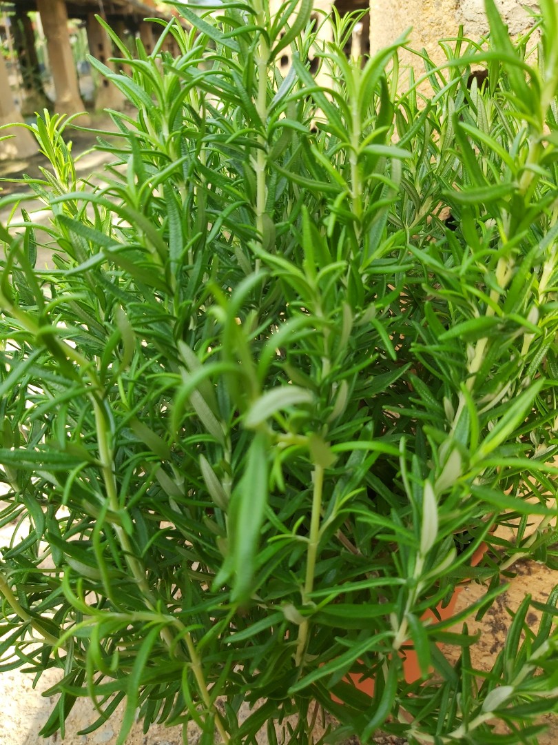 Fragrant Rosemary, Furniture & Home Living, Gardening, Plants & Seeds ...