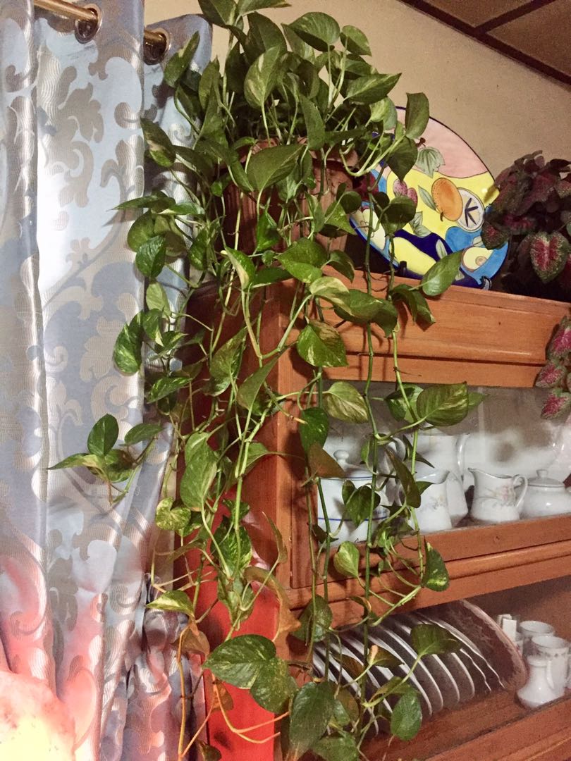 Lush trailing Golden Pothos ( Length 5ft ), Furniture & Home Living ...