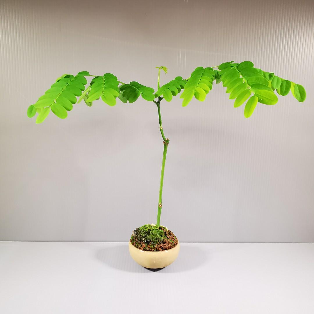 rain tree bonsai (samanea saman), Furniture & Home Living, Gardening ...