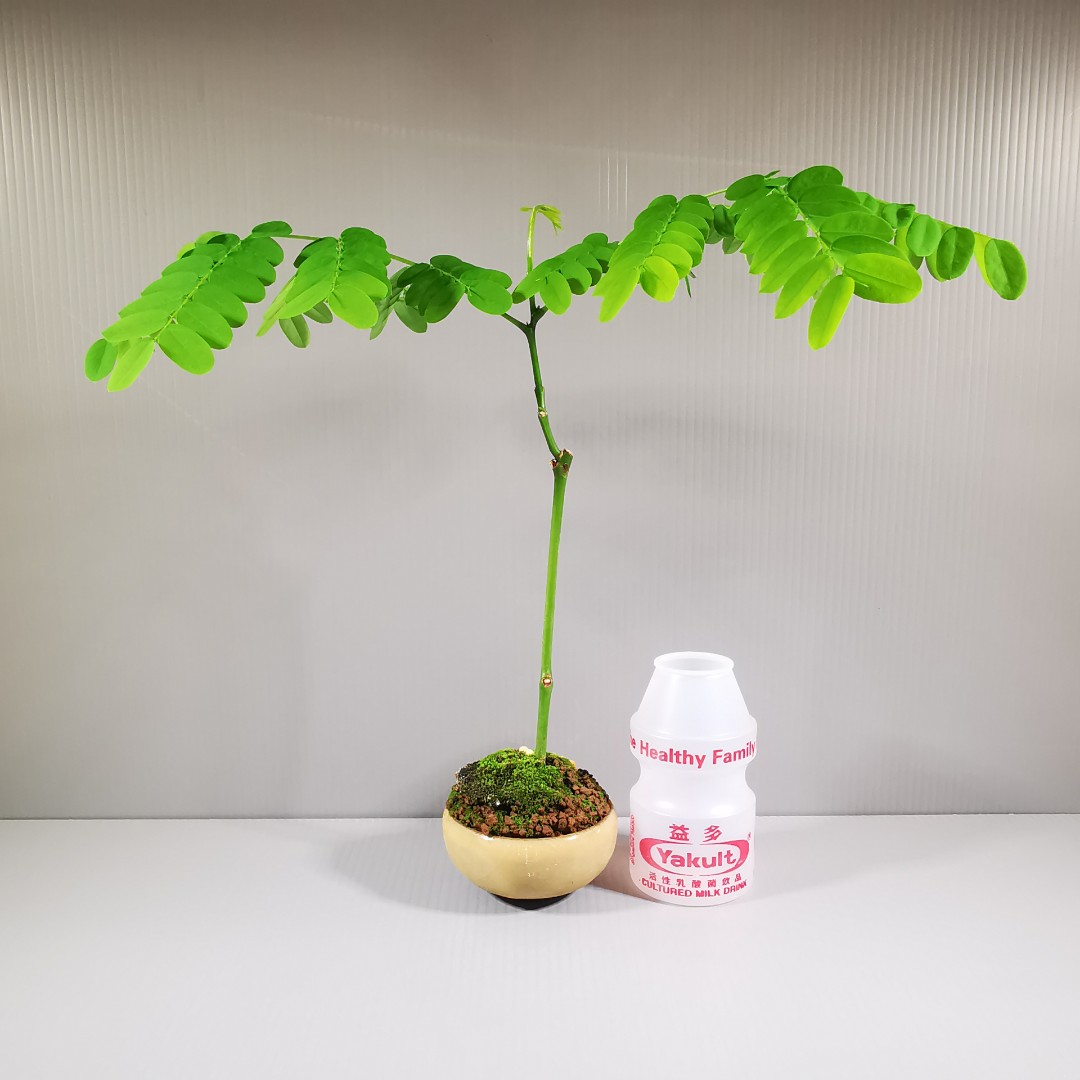 rain tree bonsai (samanea saman), Furniture & Home Living, Gardening ...