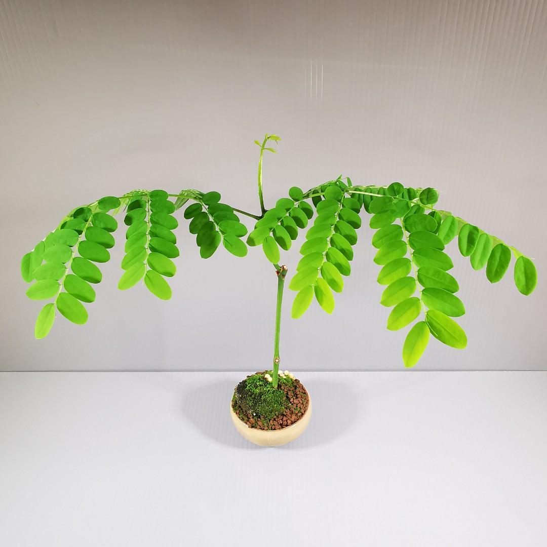 rain tree bonsai (samanea saman), Furniture & Home Living, Gardening ...