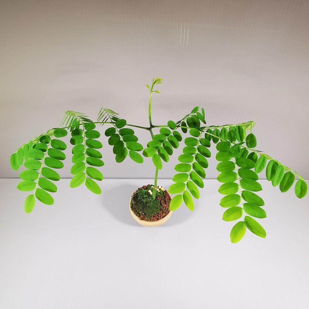 rain tree bonsai (samanea saman), Furniture & Home Living, Gardening ...