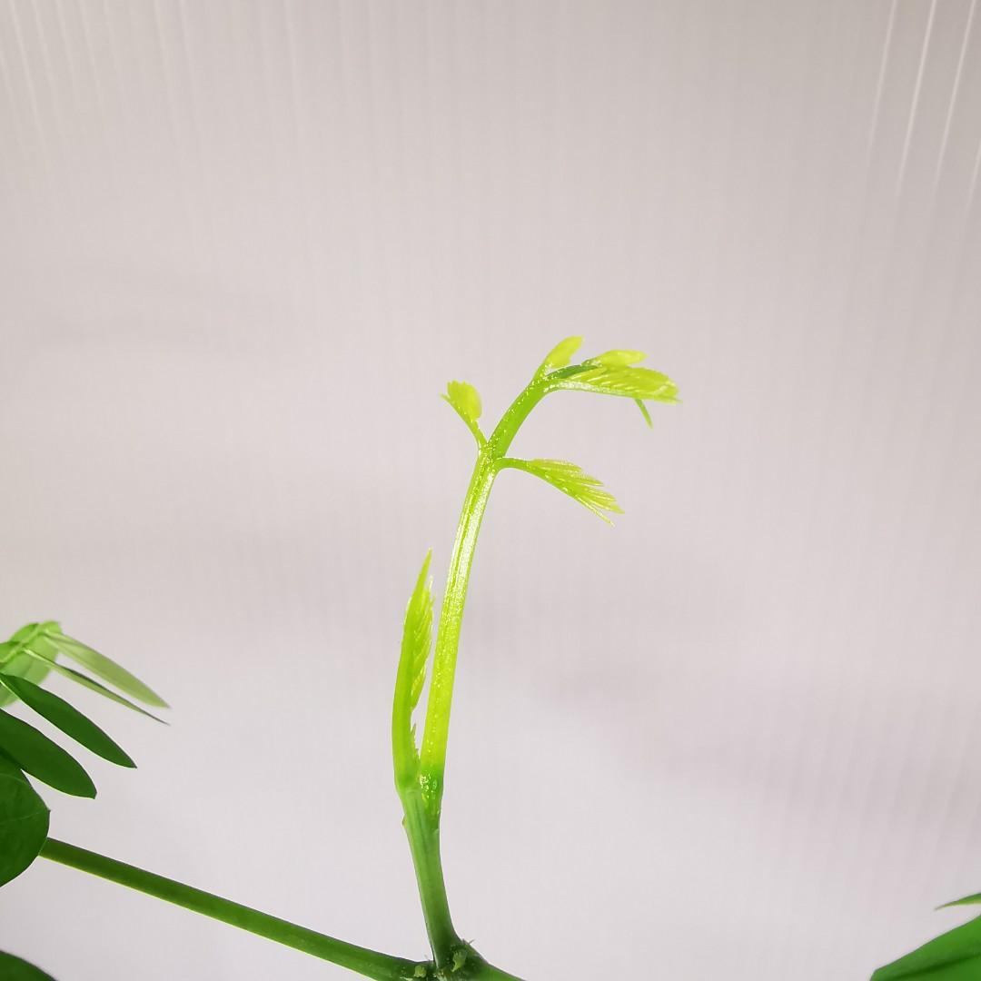 rain tree bonsai (samanea saman), Furniture & Home Living, Gardening ...