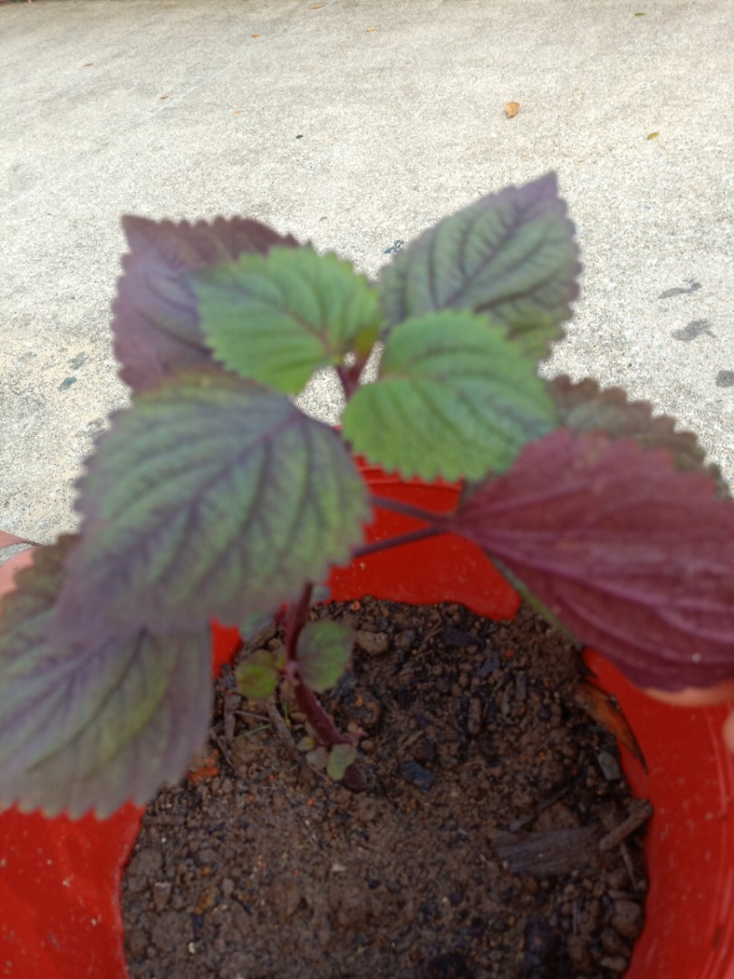 Purple Shiso(Perilla) plant, Furniture & Home Living, Gardening, Plants ...