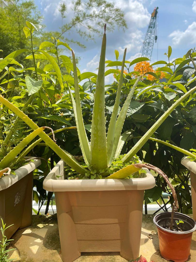 Big Aloe Vera Plant, Furniture & Home Living, Gardening, Plants & Seeds ...
