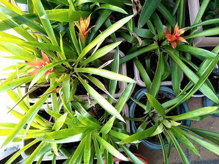 bromeliads plants - View all bromeliads plants ads in Carousell Philippines