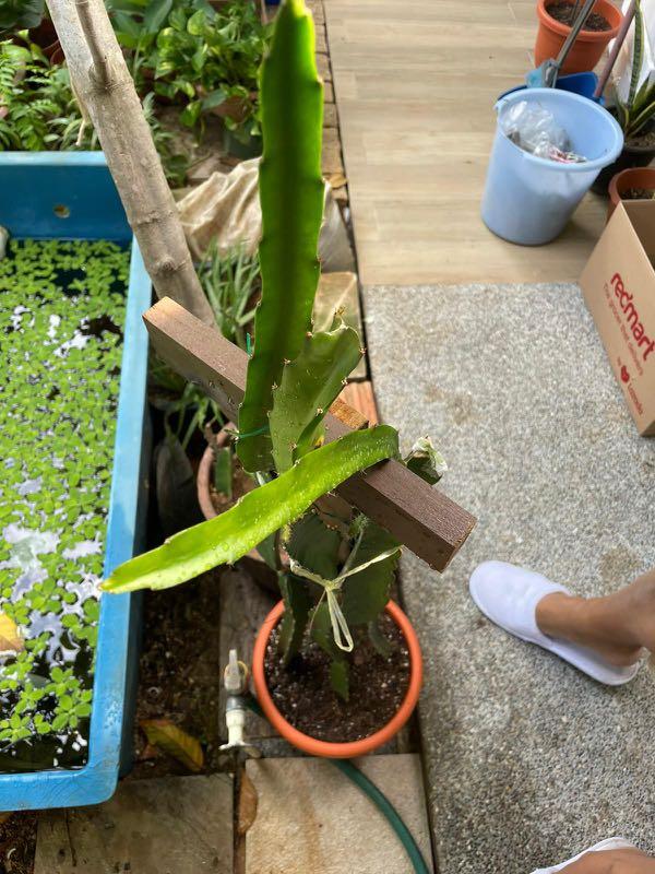 Dragon fruit trellis, Furniture & Home Living, Gardening, Gardening ...