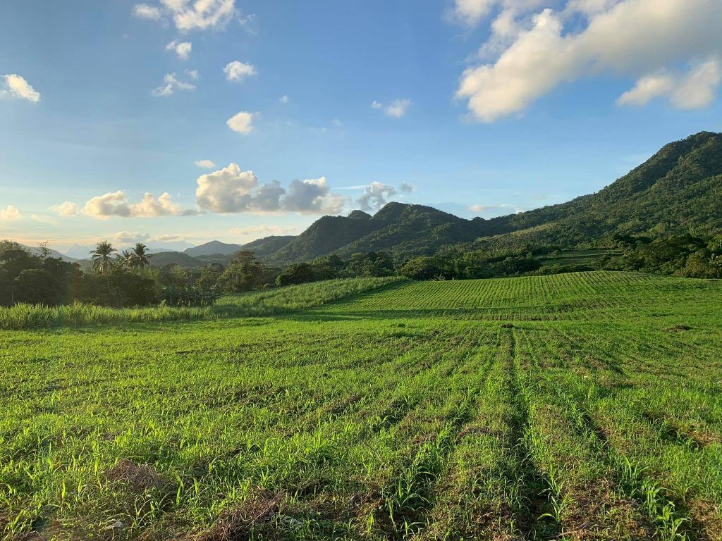 FARM LOT FOR SALE!!!, Property, For Sale, Lot on Carousell