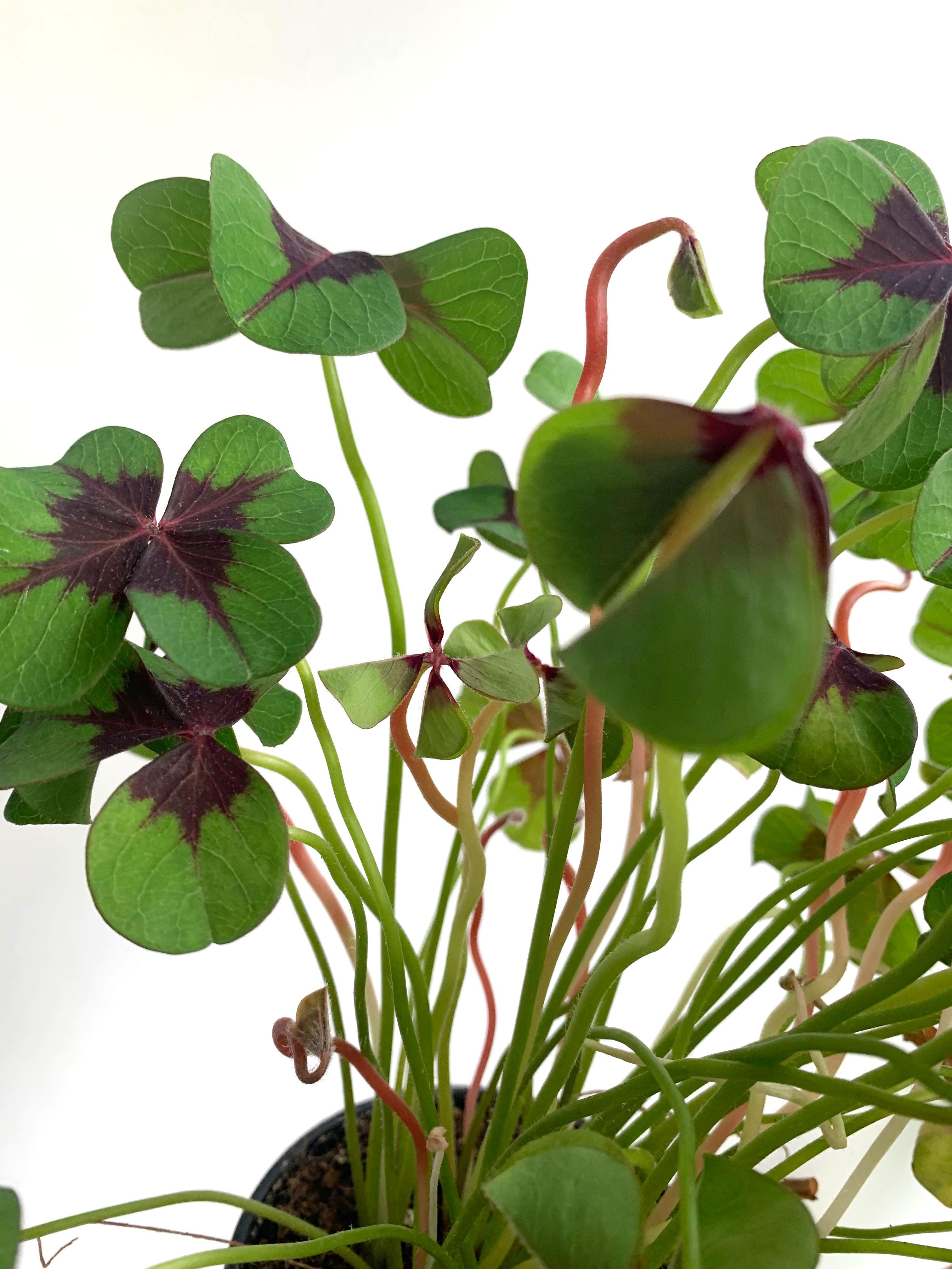 Oxalis Deppei, Furniture & Home Living, Gardening, Plants & Seeds on ...