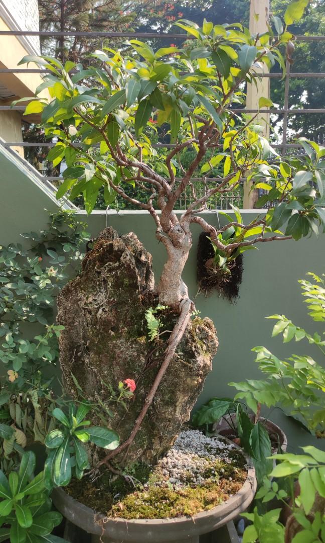 SALE: Bonsai Super Red Balete ficus on rock, Furniture & Home Living ...