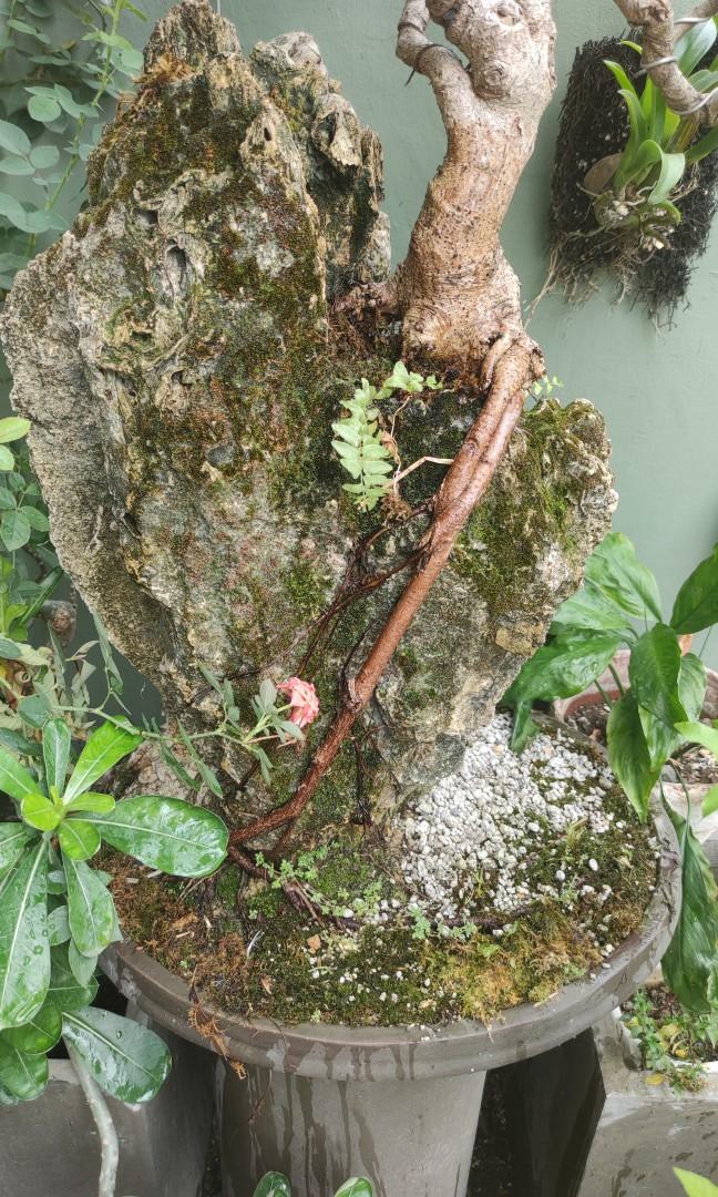 SALE: Bonsai Super Red Balete ficus on rock, Furniture & Home Living ...