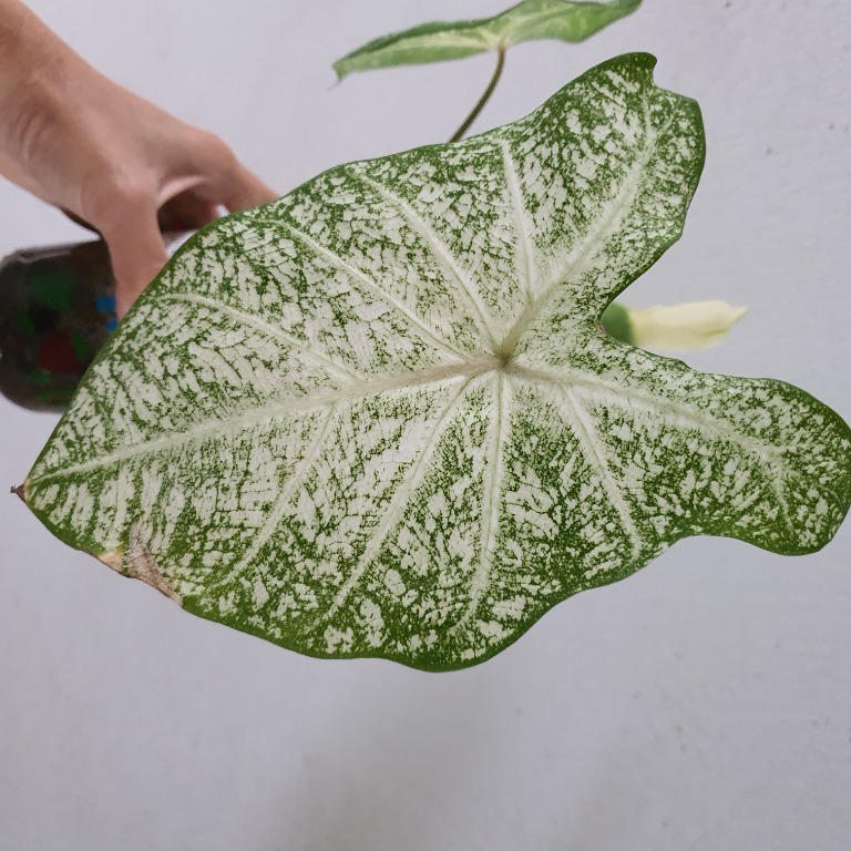 Caladium June Bride, Furniture & Home Living, Gardening, Plants & Seeds ...