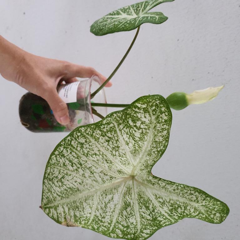 Caladium June Bride, Furniture & Home Living, Gardening, Plants & Seeds ...