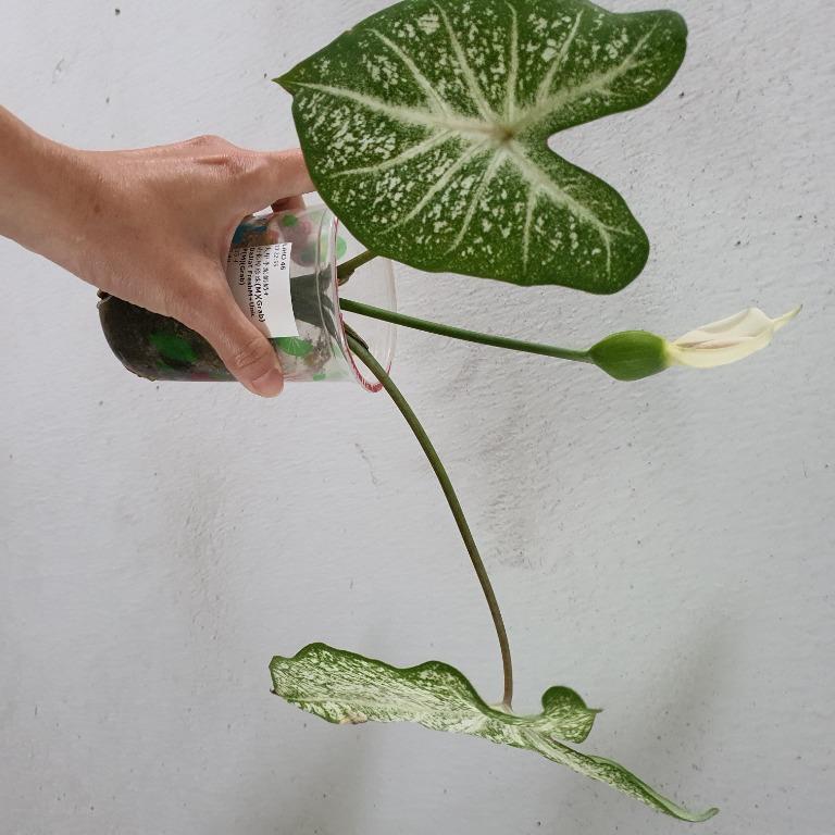 Caladium June Bride, Furniture & Home Living, Gardening, Plants & Seeds ...