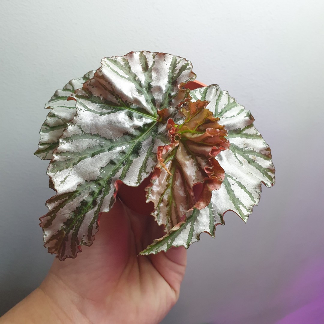 Cute Baby Begonia Highway aka Looking Glass Hybrid, Furniture & Home ...
