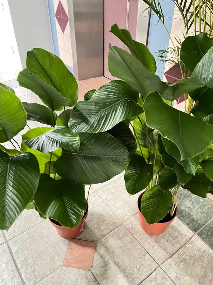 Sweet Prayer, Katemfe 💚🌱3.1ft height about tall BUSHY AND GREEN @44.90 ...