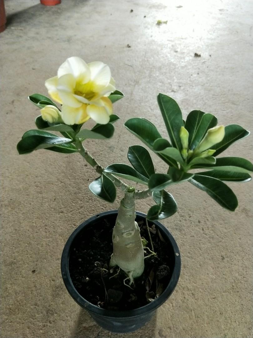 Yellow Adenium with many buds, Furniture & Home Living, Gardening ...