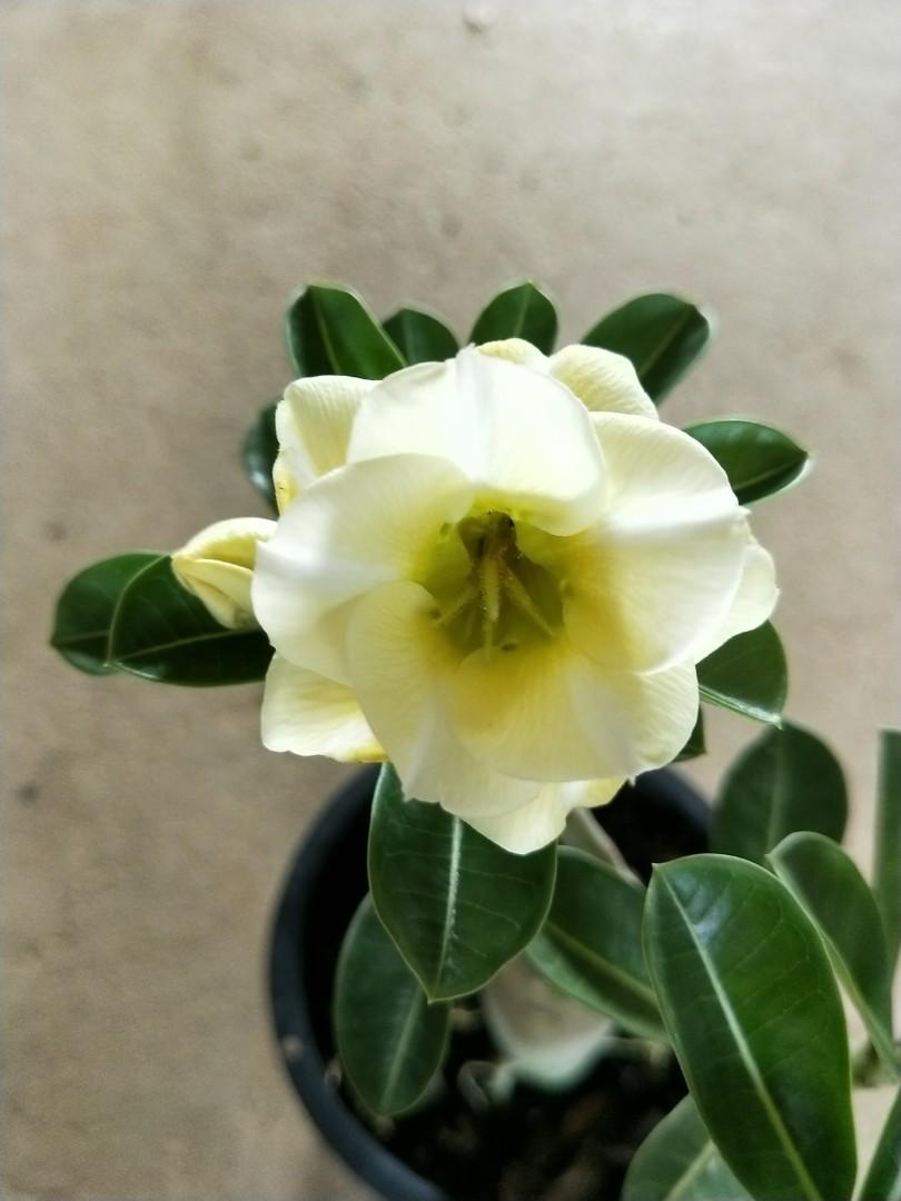 Yellow Adenium with many buds, Furniture & Home Living, Gardening ...