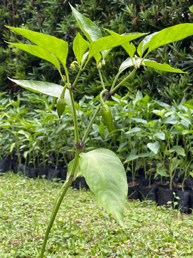Bell Pepper plant, Furniture & Home Living, Gardening, Plants & Seeds ...