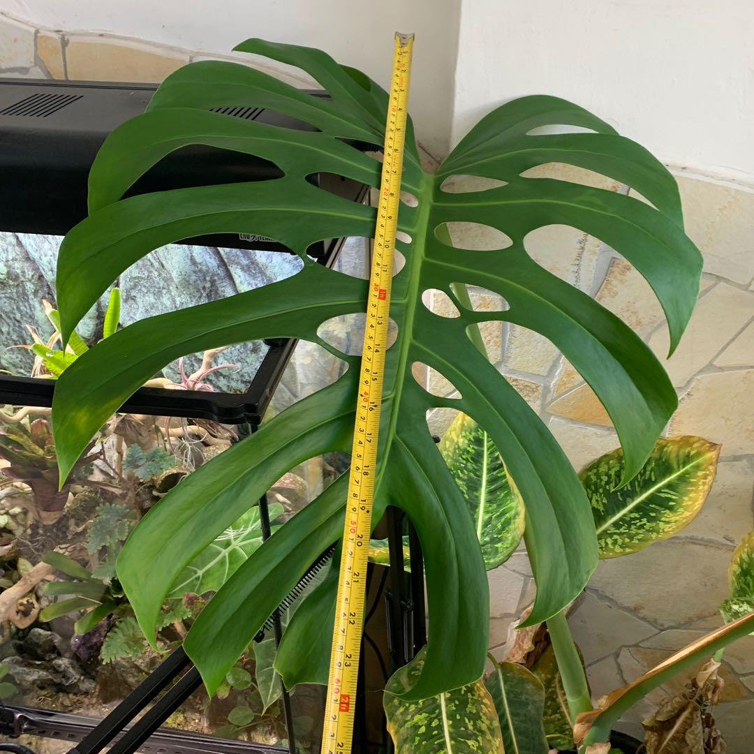 Large Monstera Deliciosa (Brazilian form), Furniture & Home Living ...