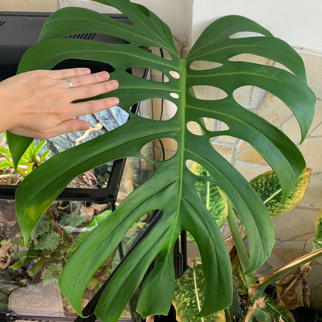 Large Monstera Deliciosa (Brazilian form), Furniture & Home Living ...
