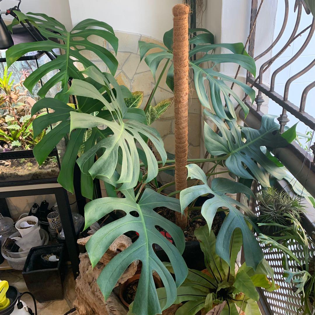 Large Monstera Deliciosa (Brazilian form), Furniture & Home Living ...