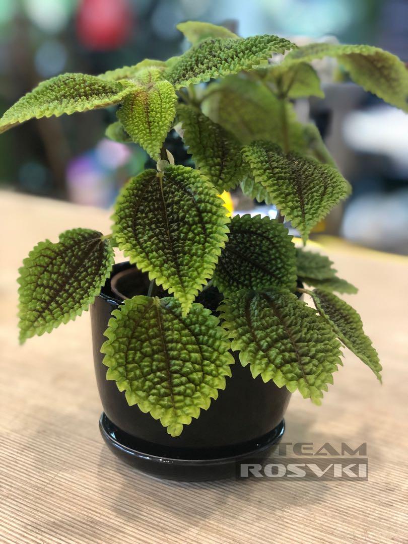 Pilea Involucrata (Friendship Plant) in Glossy ceramic vase, Furniture ...