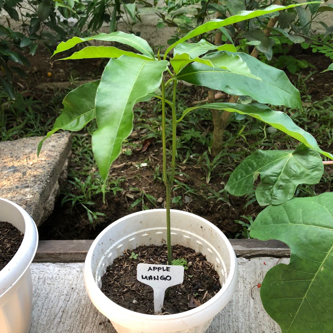 Apple Mango Tree, Furniture & Home Living, Gardening, Plants & Seeds on ...