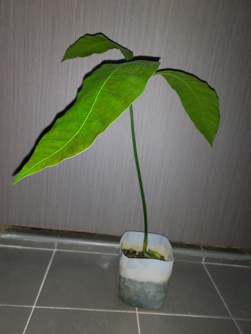 Kuini Mango Tree Sapling, Furniture & Home Living, Gardening, Plants ...