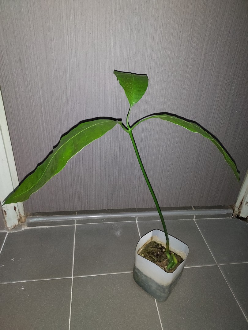 Kuini Mango Tree Sapling, Furniture & Home Living, Gardening, Plants ...