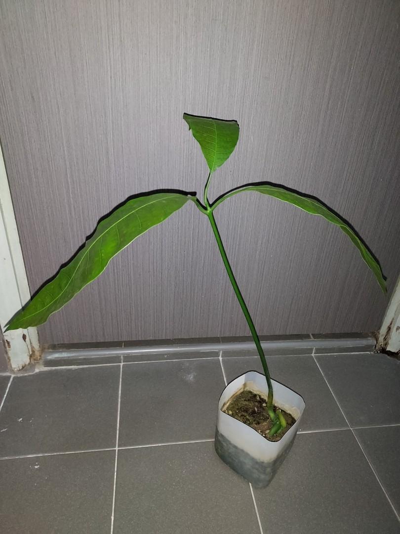 Kuini Mango Tree Sapling, Furniture & Home Living, Gardening, Plants ...
