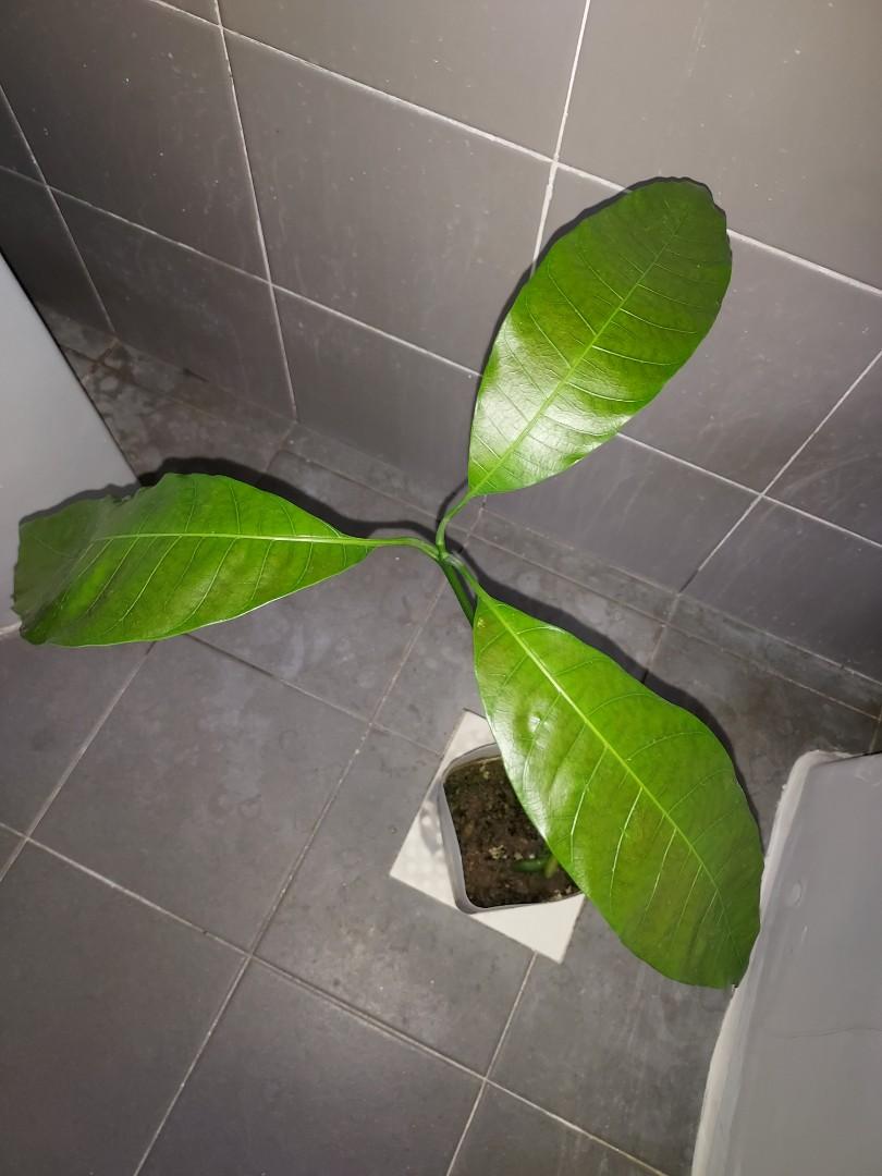 Kuini Mango Tree Sapling, Furniture & Home Living, Gardening, Plants ...